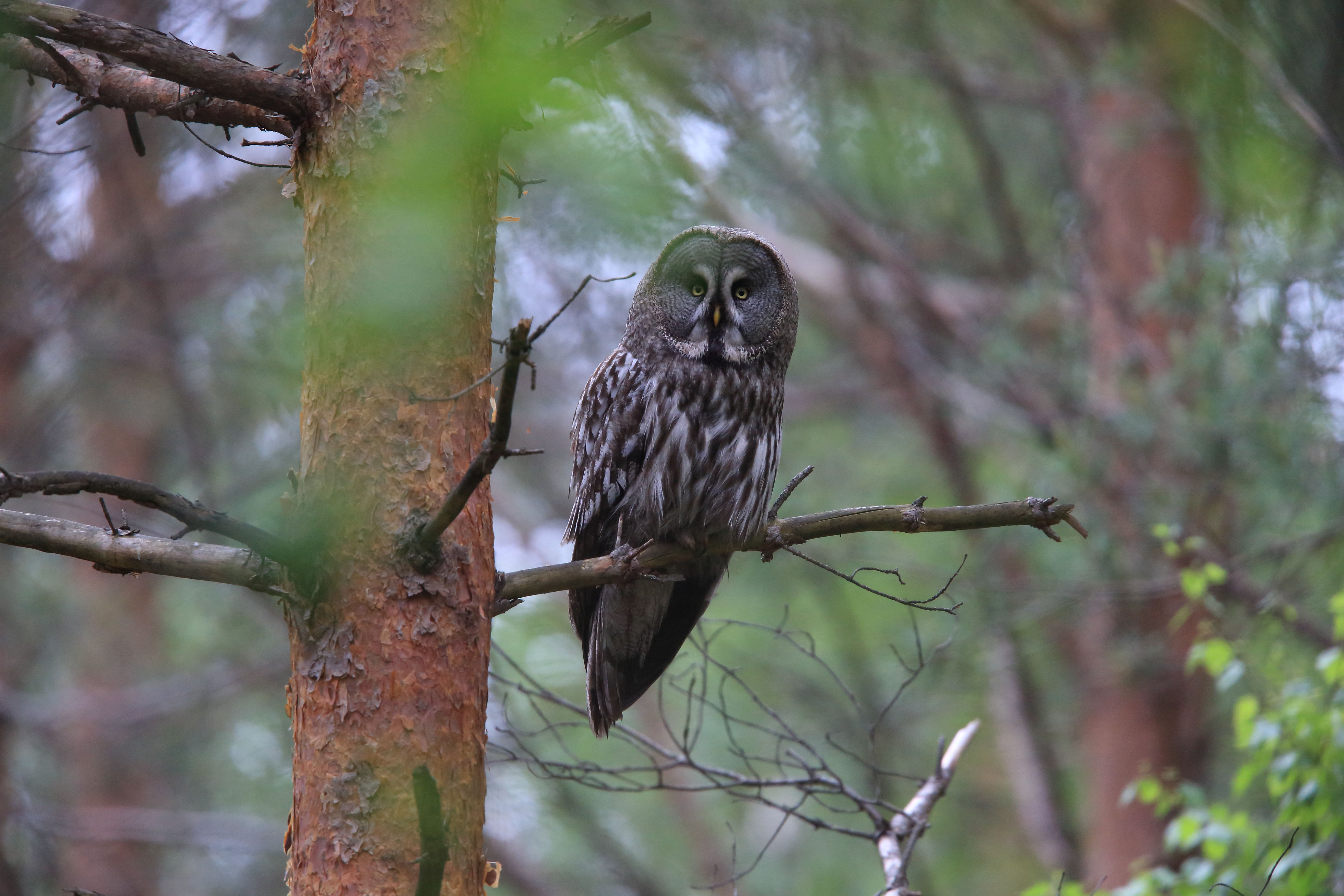 Žinia apie laplandines pelėdas - Birdlife