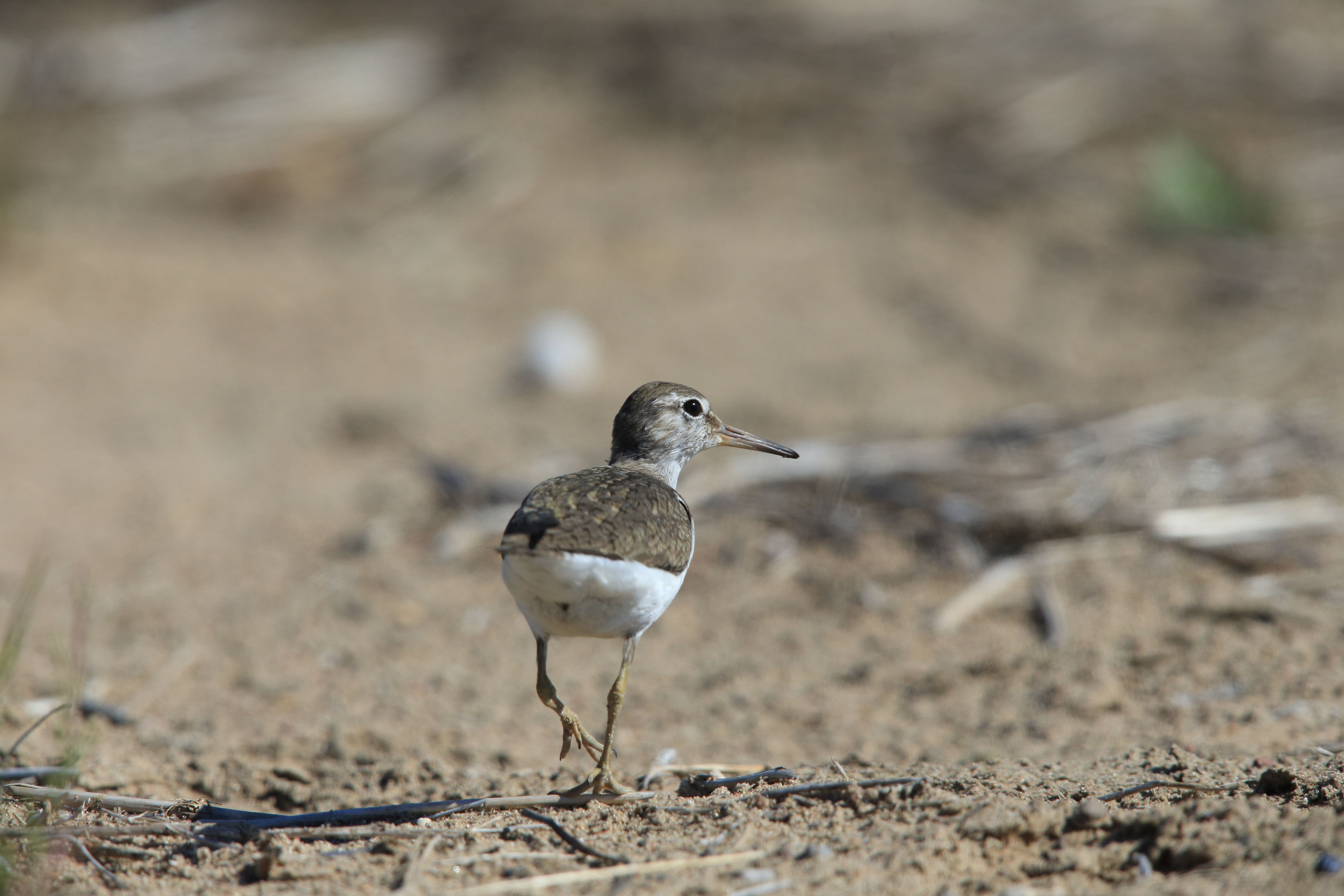 Dideli pokyčiai Nemuno salose ties Lipliūnais - Birdlife