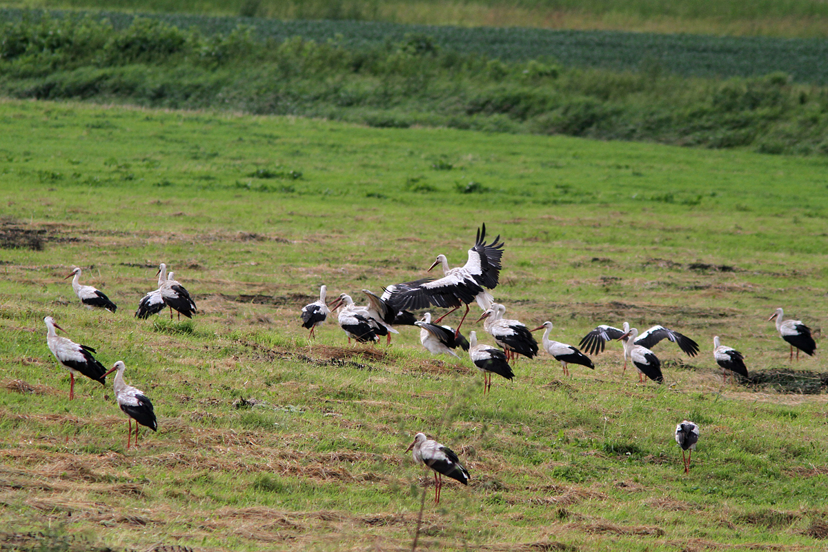 Artėja Šv. Baltramėjus – gandrų išskridimo diena: kaip padėti žmonių ...