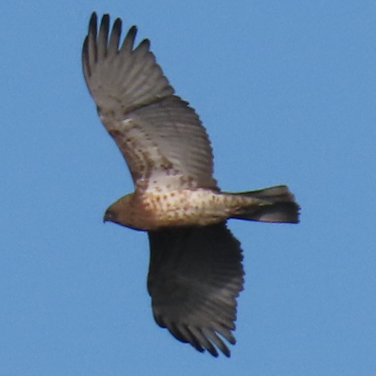 Paukščių stebėtojai varžėsi paukščių ralyje 2020 - Birdlife