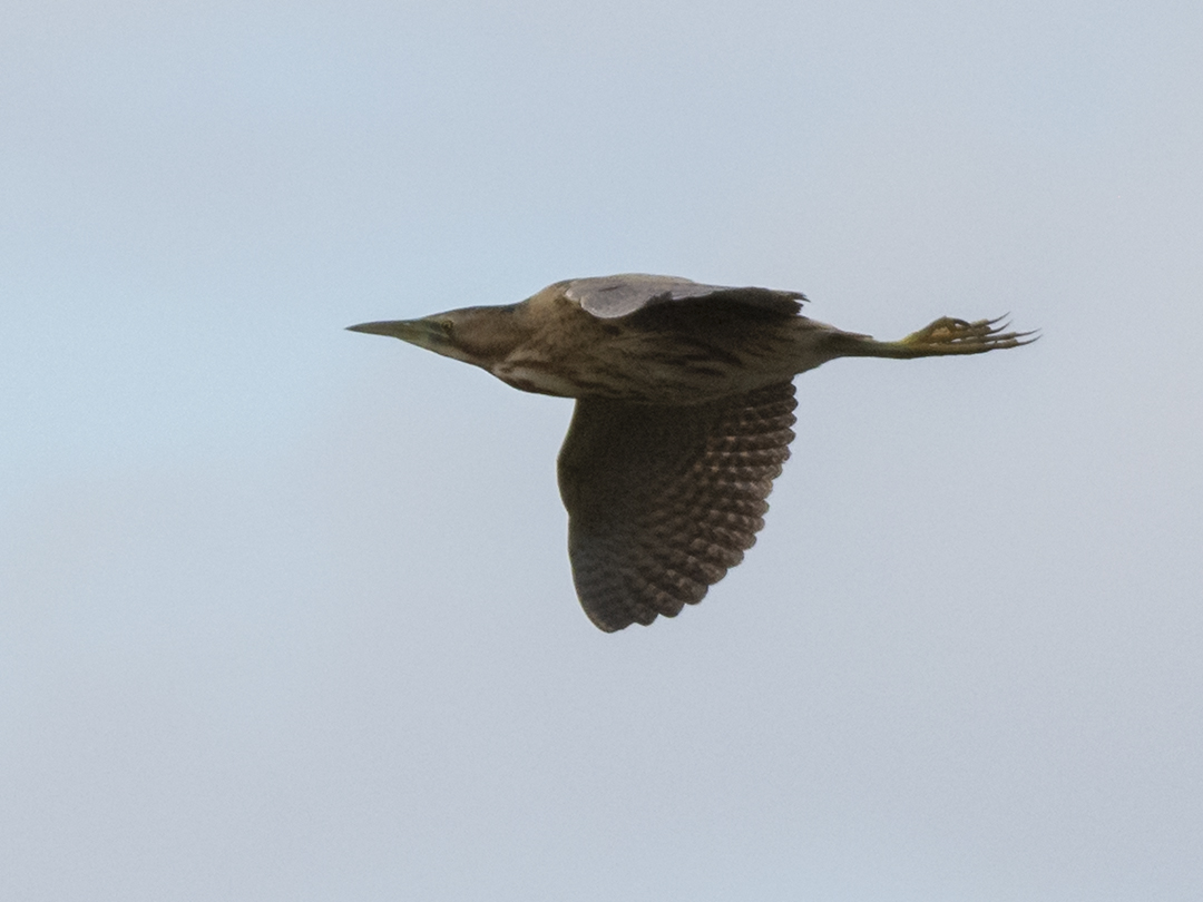 Paukščių stebėtojai varžėsi paukščių ralyje 2020 - Birdlife
