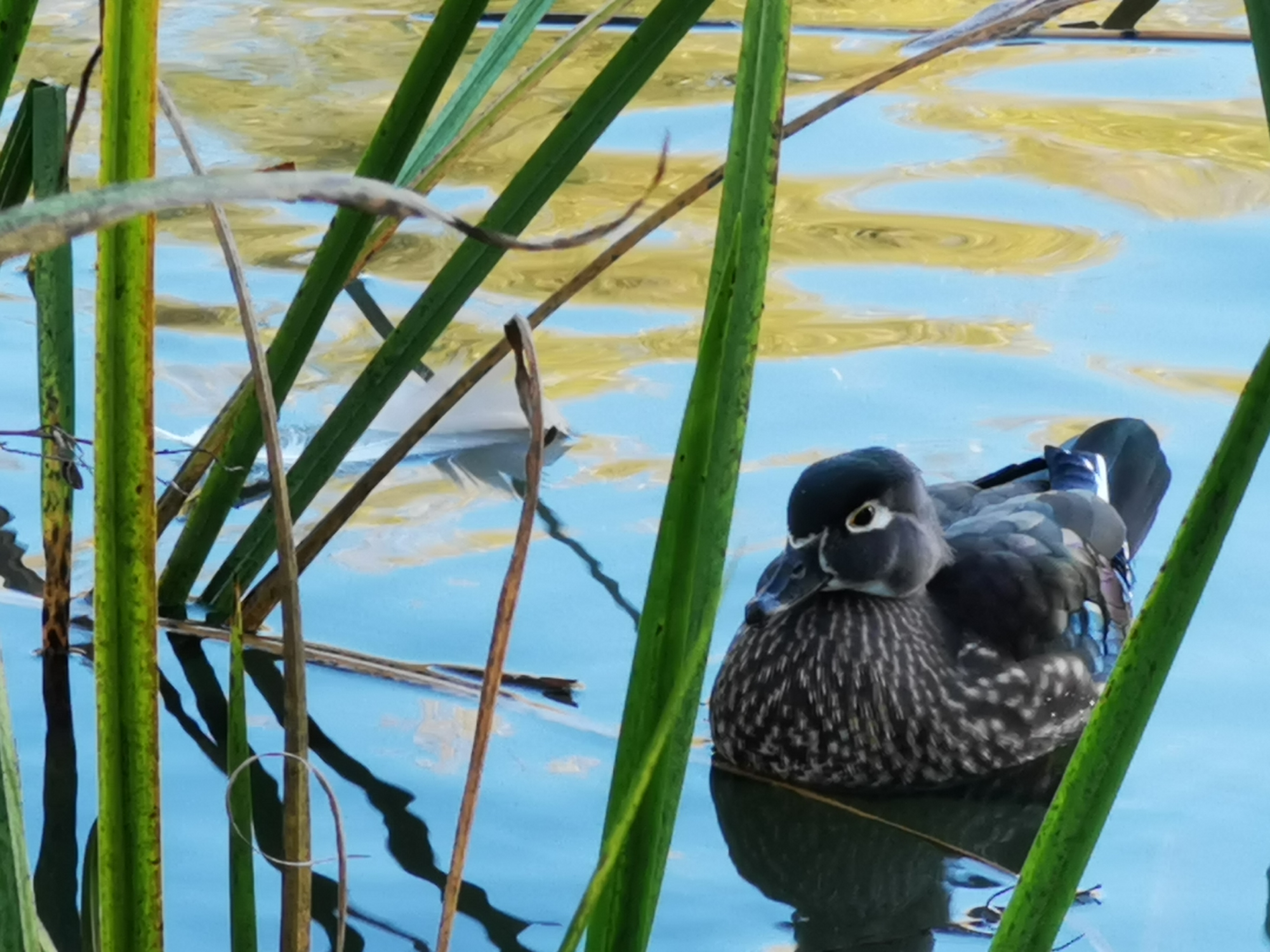 Paukščių stebėtojai varžėsi paukščių ralyje 2020 - Birdlife